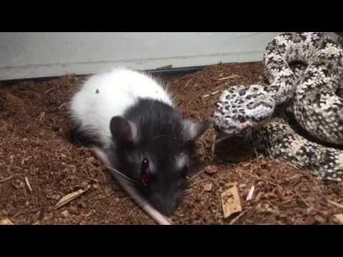 Venomous snake killing rat - YouTube