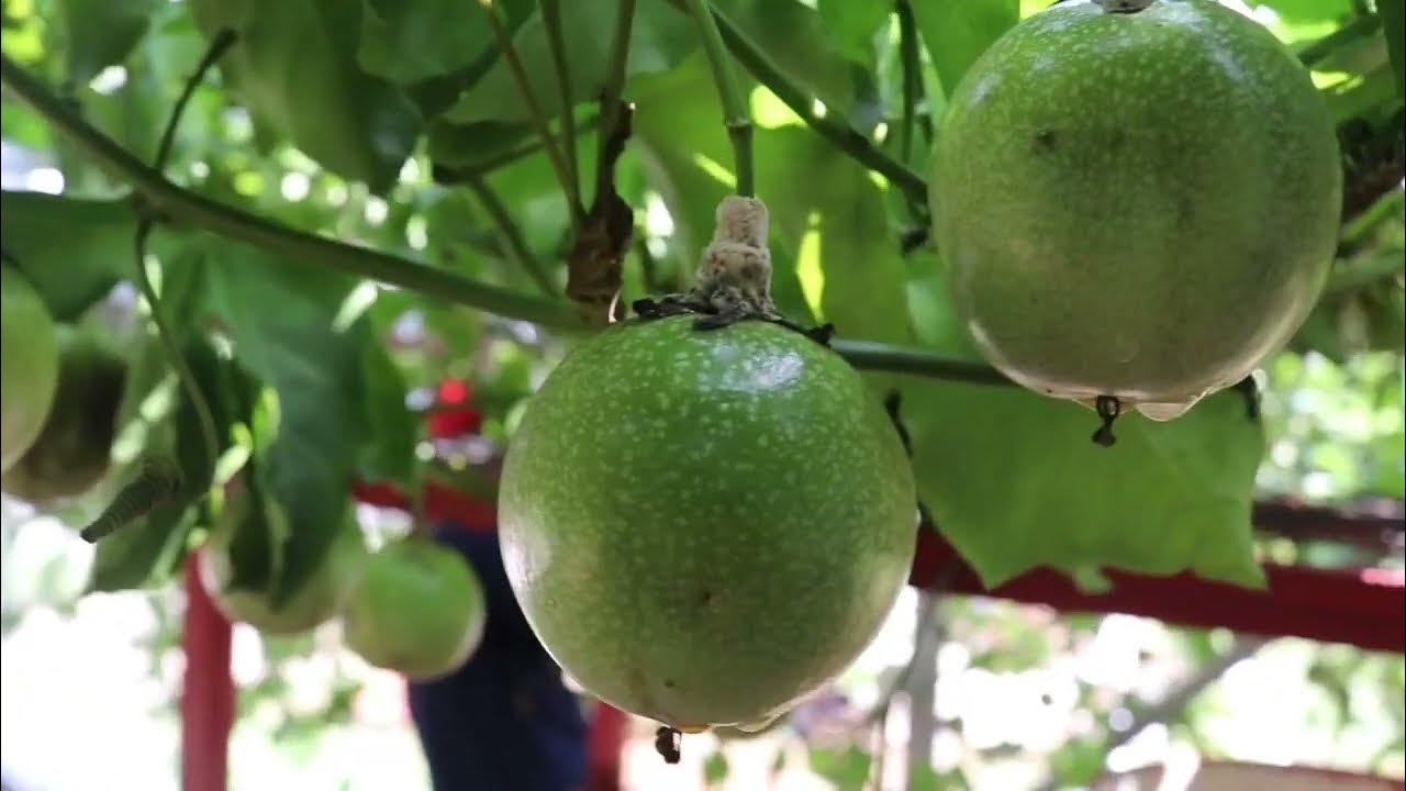 Budidaya Markisa Manis - YouTube