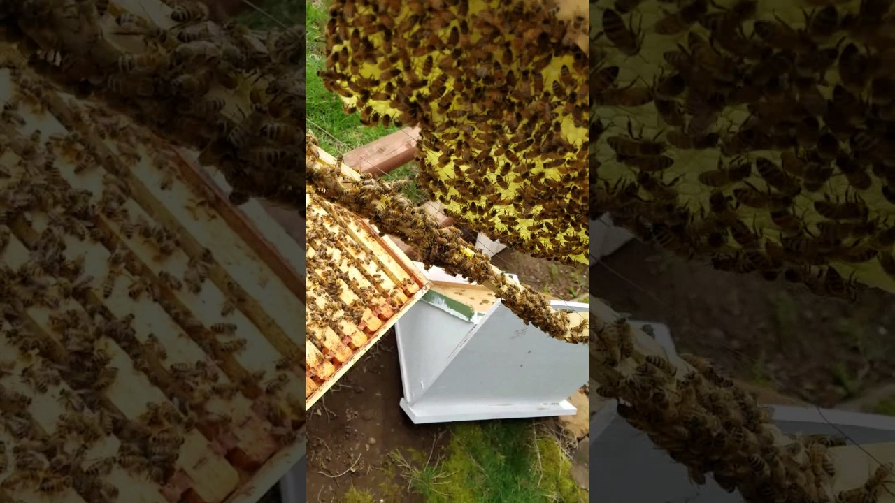 Checking Foundationless Frames + Queen Bee Sighting - YouTube