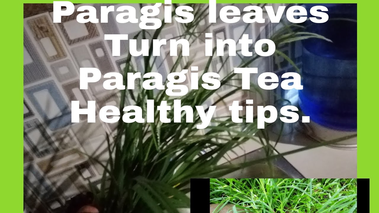 Paragis leaves turns into paragis Tea - YouTube