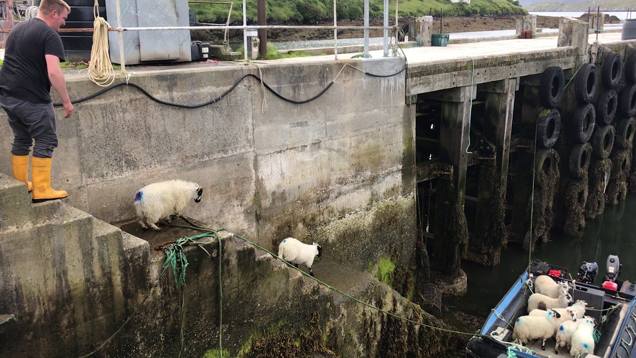 Smart Sheep Board Boat to Leave Scalpay Island, Scotland - YouTube