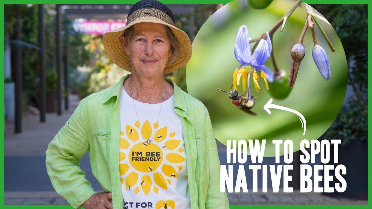 How to Spot Australian Native Bees with ACT for Bees - YouTube