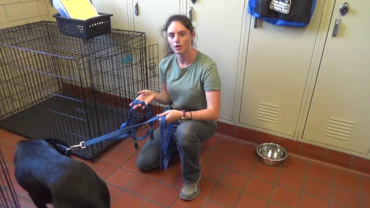 Potty Walk Tutorial - YouTube