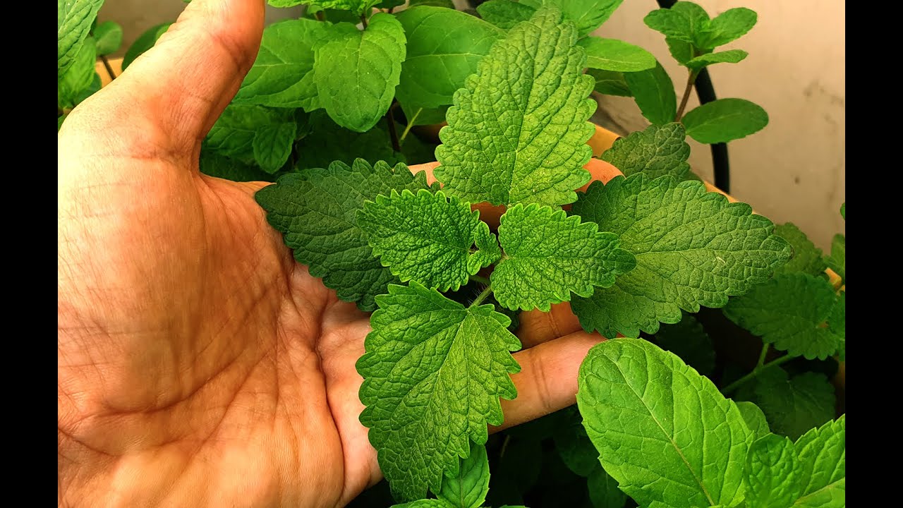 Russian Lemon Balm and Mint Plants (Free Plants) - YouTube