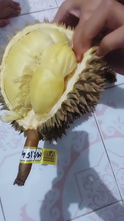Unboxing Durian Monthong Indonesia #durian #durianindonesia #durianmontong #monthong #shorts ...