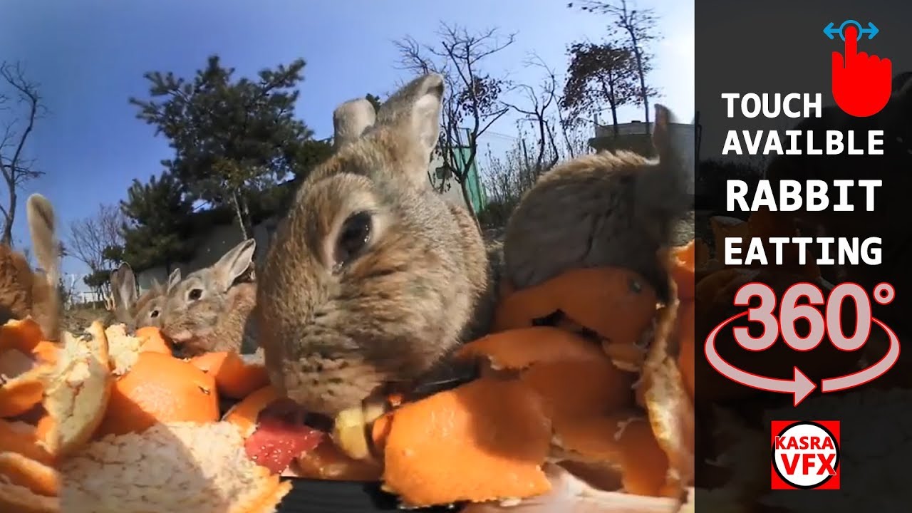 360 VR rabbit video clip 360 VR movies virtual reality - YouTube