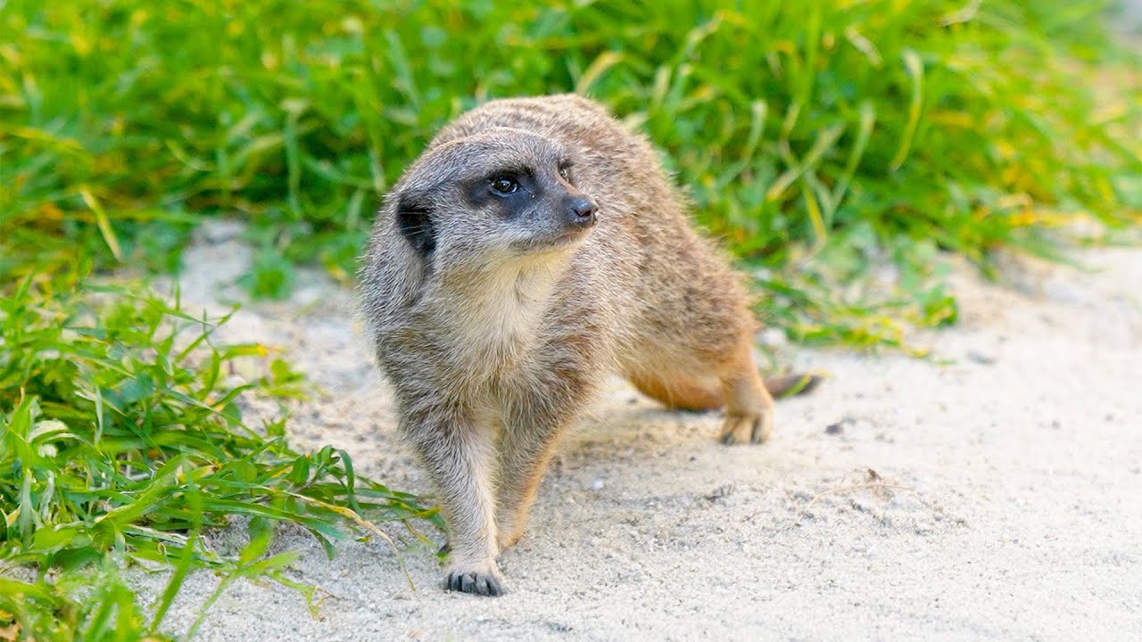 🌿👀 Yakından Tanıyalım: Mirketler - YouTube