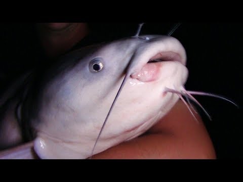 Night Fishing In Shallow Water For Big Blue Catfish - YouTube