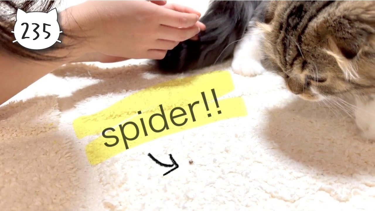 Scottish Fold kitten curious about a spider that suddenly appeared ...