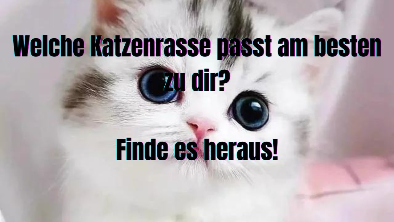 Entdecke die 6 beliebtesten Katzenrassen der Welt - YouTube