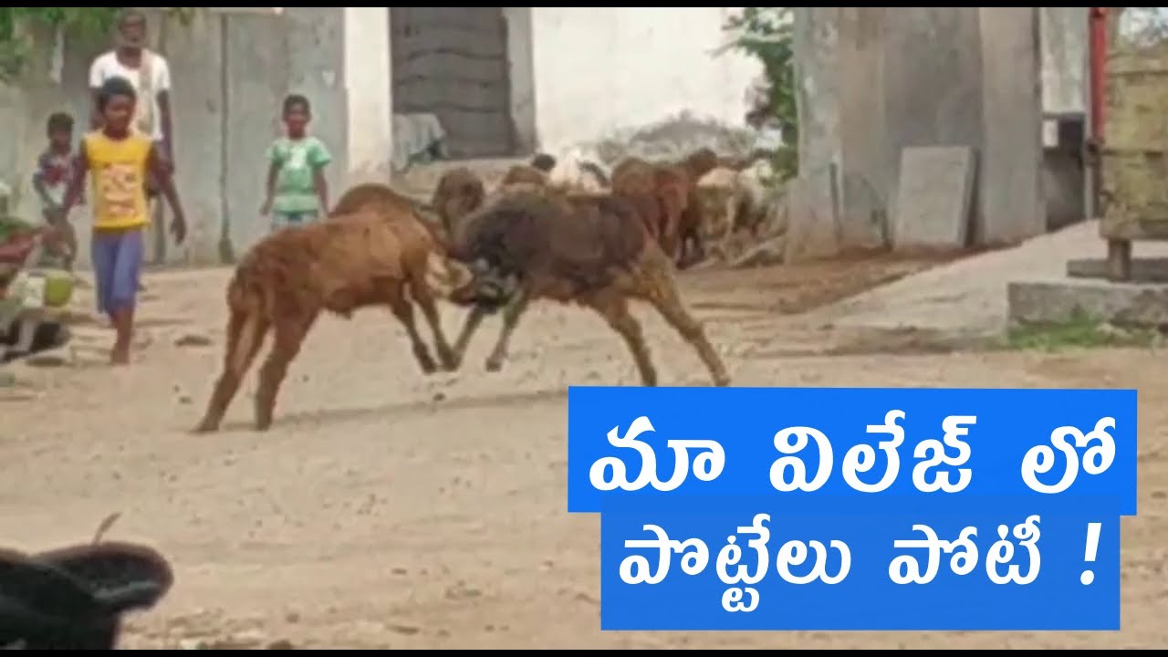 Pottelu Fight in My Village || Rams Fight || Battle of the Big Horn ...