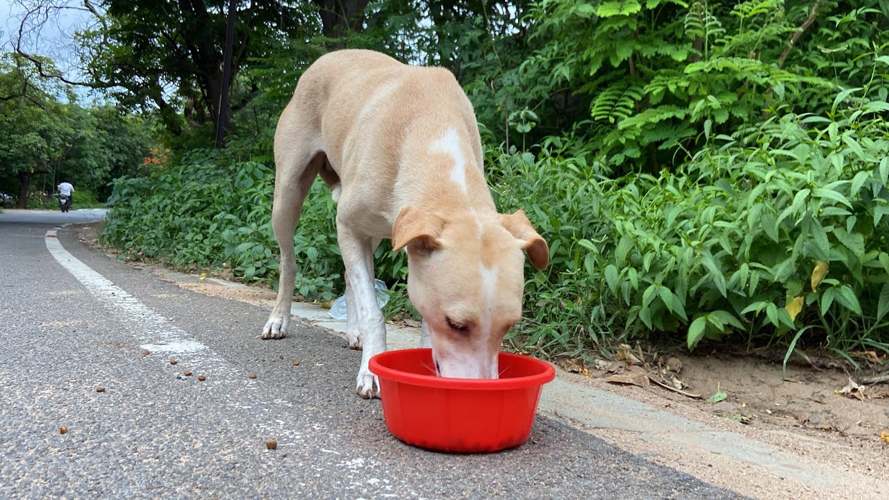 Stray Begging Dog is So Happy When this Man Stopped for him - YouTube