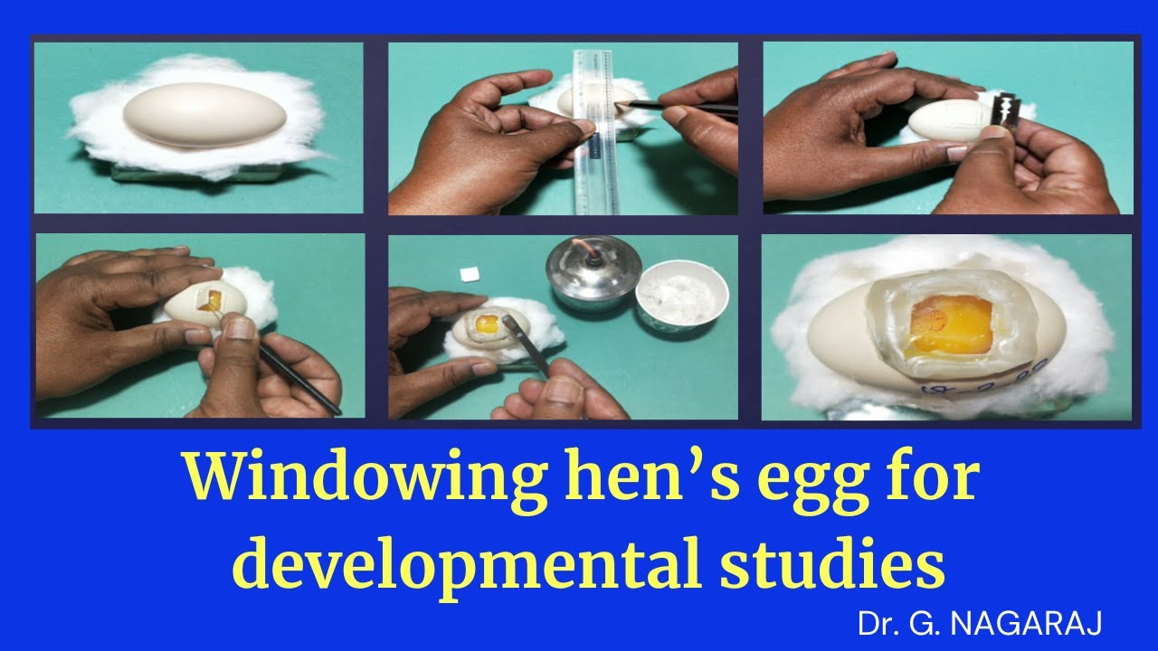 Windowing hen’s egg for developmental studies - YouTube