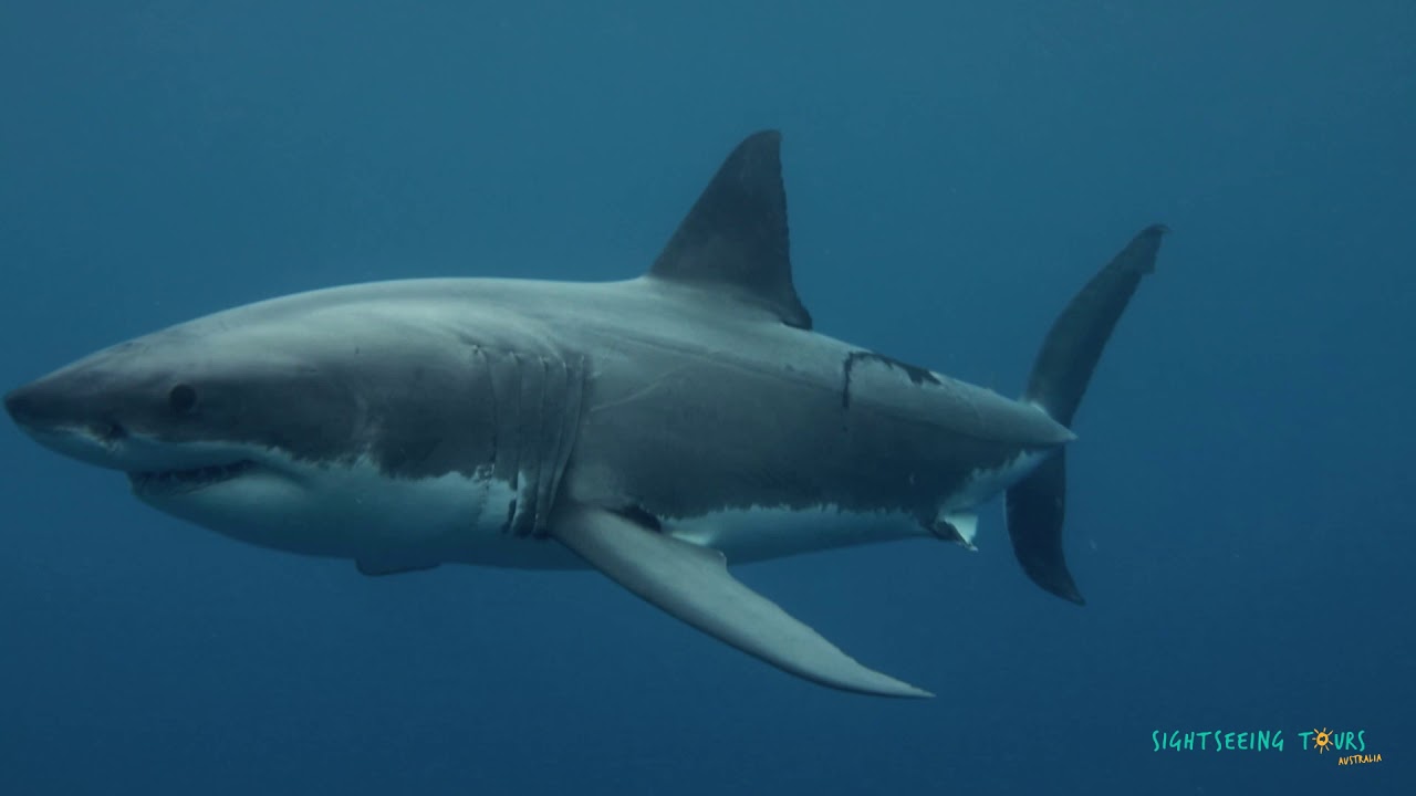 Our Shark Diving Upgrades | Sightseeing Tours Australia - YouTube