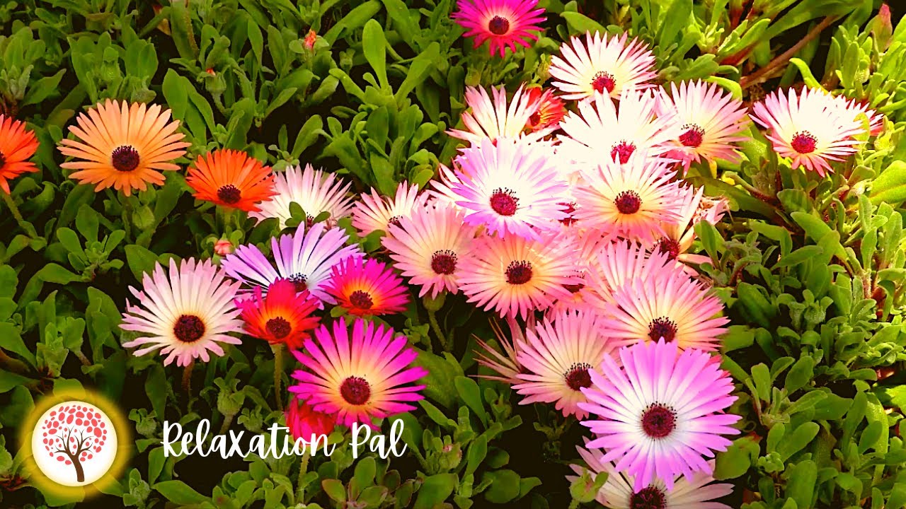 Relaxing Pal with Spring Scenery - Soothing Music, Romantic Music ...