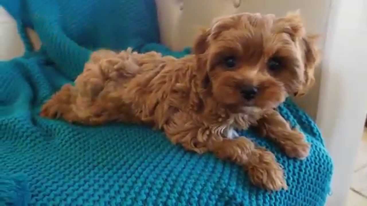 Cavoodle - Australia's Home of Toy Cavoodles - Pocket Puppies - Sugar's ...