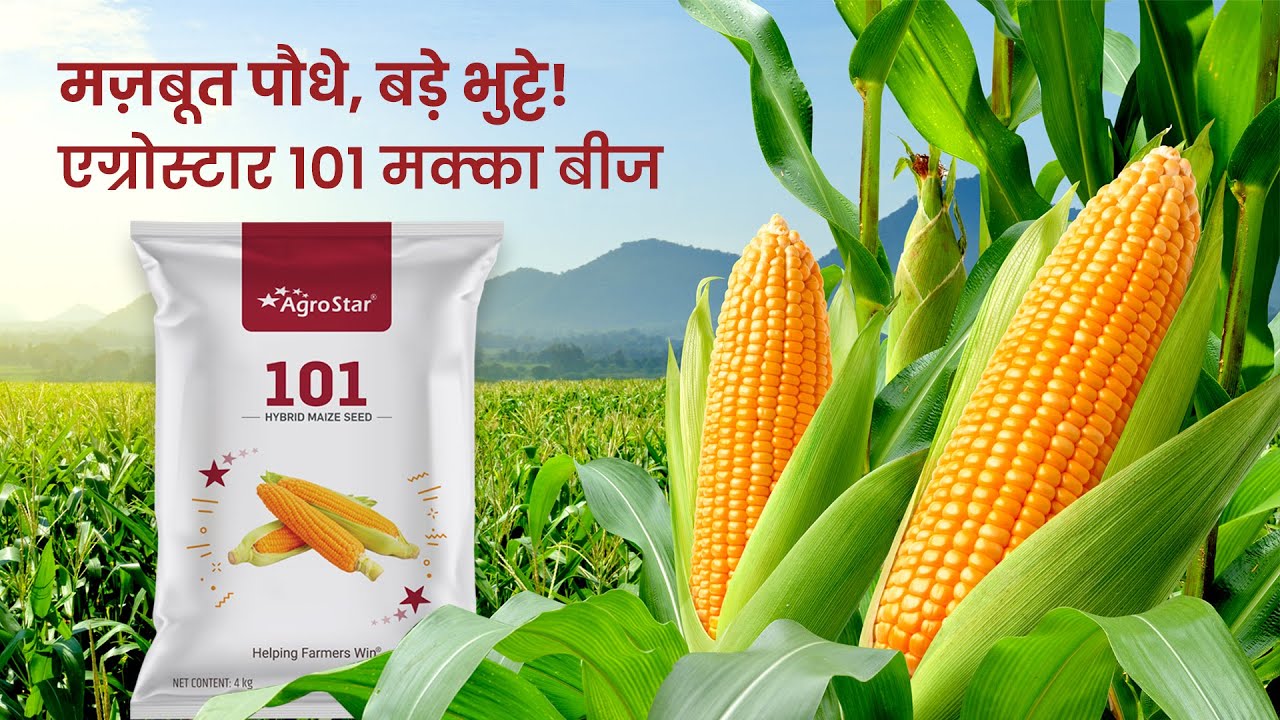 मक्के की 101 किस्म देगी ज़्यादा पैदावार, बेहतर उपज! #agrostar #101 ...