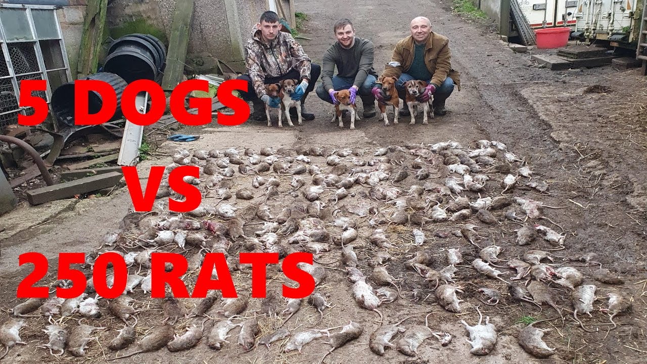 Severn Valley Ratters - Mayhem In The Bales Episode 7 - 236 Rats Caught ...