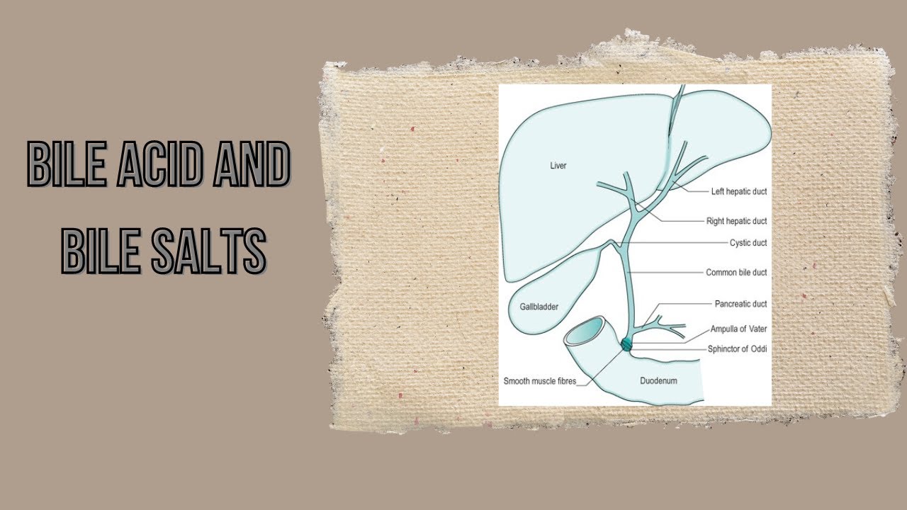 333- Bile acid and bile salts -structure (1) - YouTube