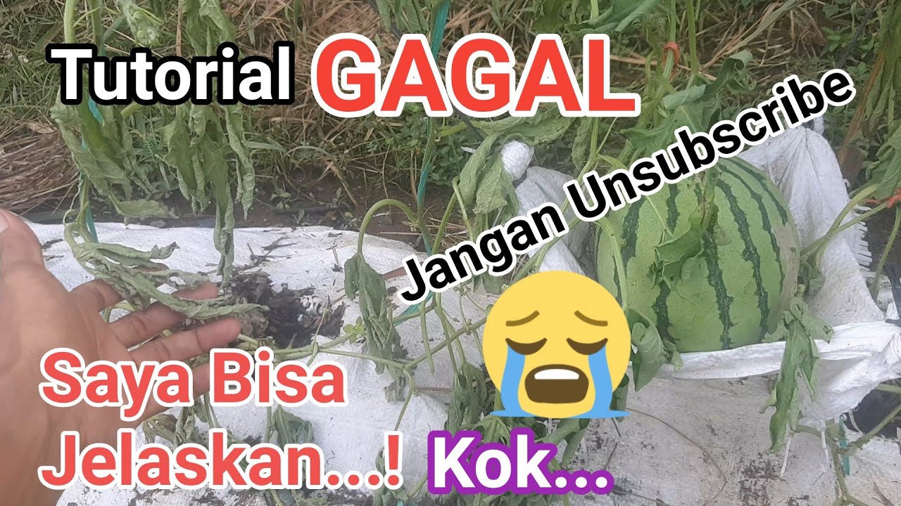 Penyebab daun layu pada tanaman semangka. - YouTube
