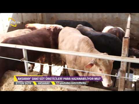 Etten Süte - Süt Sığırı İşletmeciliği Hakkında Öneriler / Aksaray