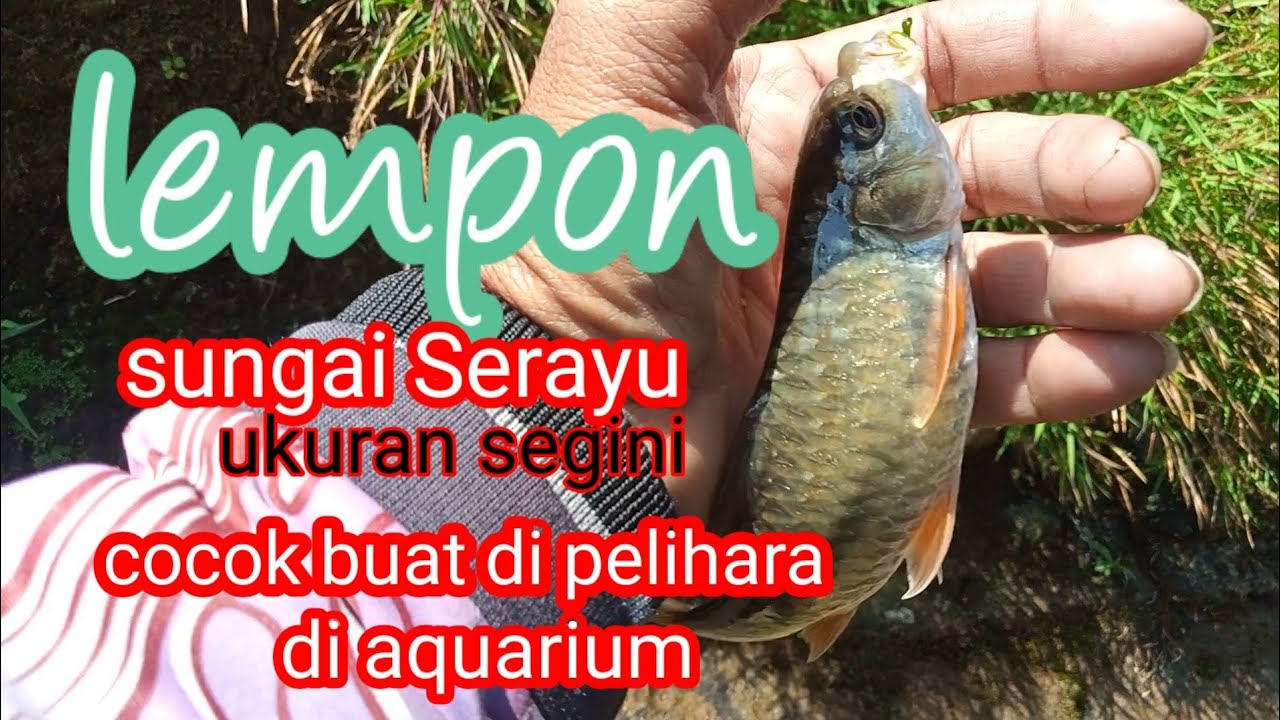 mancing ikan lempon. sungai Serayu gunung tawang selomerto - YouTube