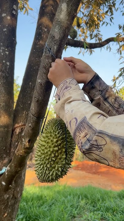 Musang King Durian Harvest | Rural Life | Fresh Durian Picking - YouTube