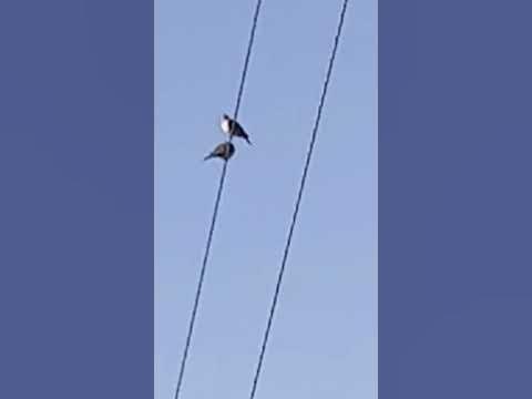 Two birds on a wire but it’s real life 👍 - YouTube