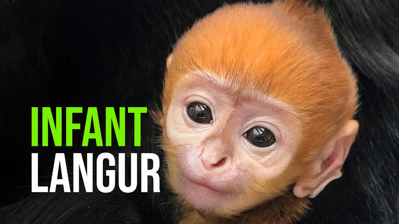 After a Rocky Start, A Baby Langur Monkey Is Thriving at Philadelphia ...
