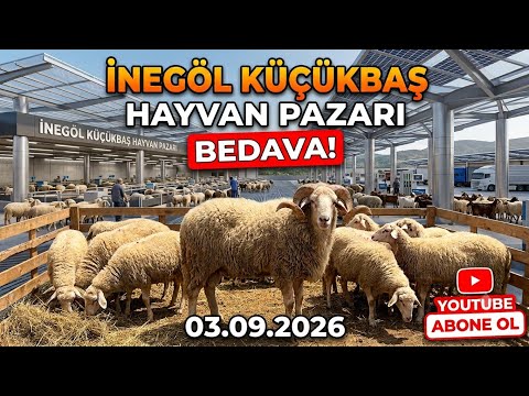 Pazar bu hafta çok ucuz oğlak 2.000 kuzu 8.000 tl satılıyor fiyatlar çöktümü ?
