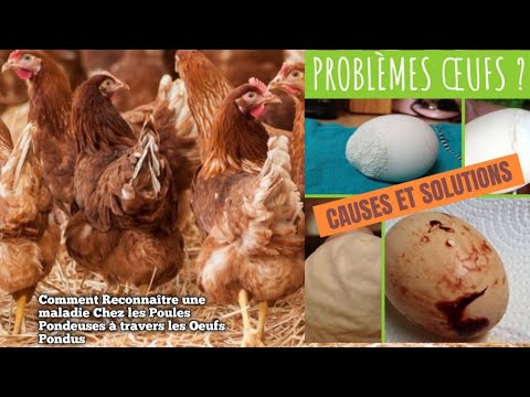 Comment Reconnaître une maladie Chez les Poules Pondeuses à travers les ...