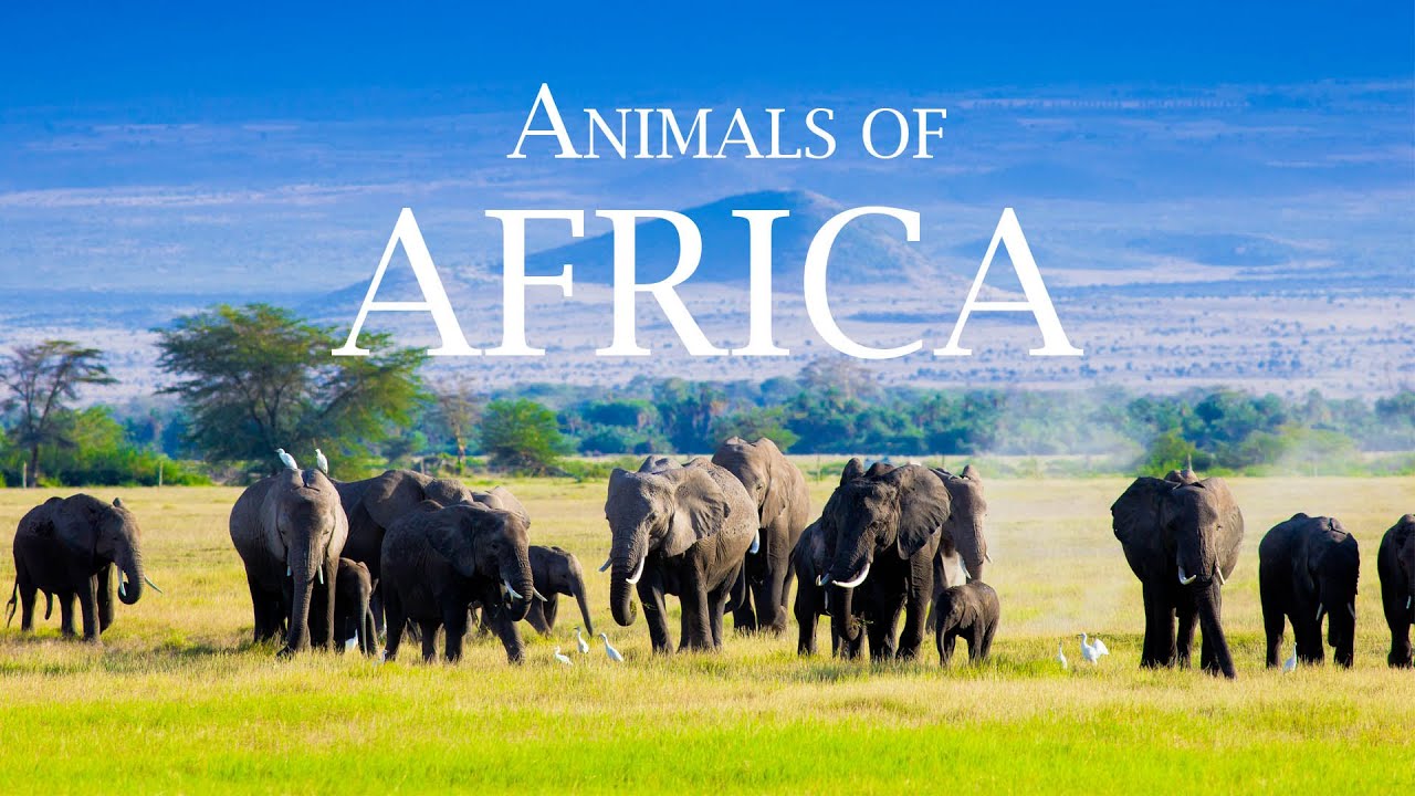 4K African Wildlife: ELEPHANTS - Relaxing Music With Video About ...