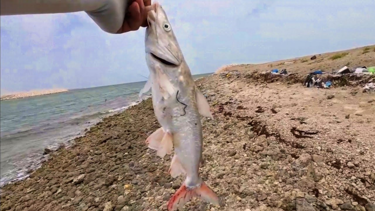 WHITE SHARK WITH MUSTACHE - YouTube