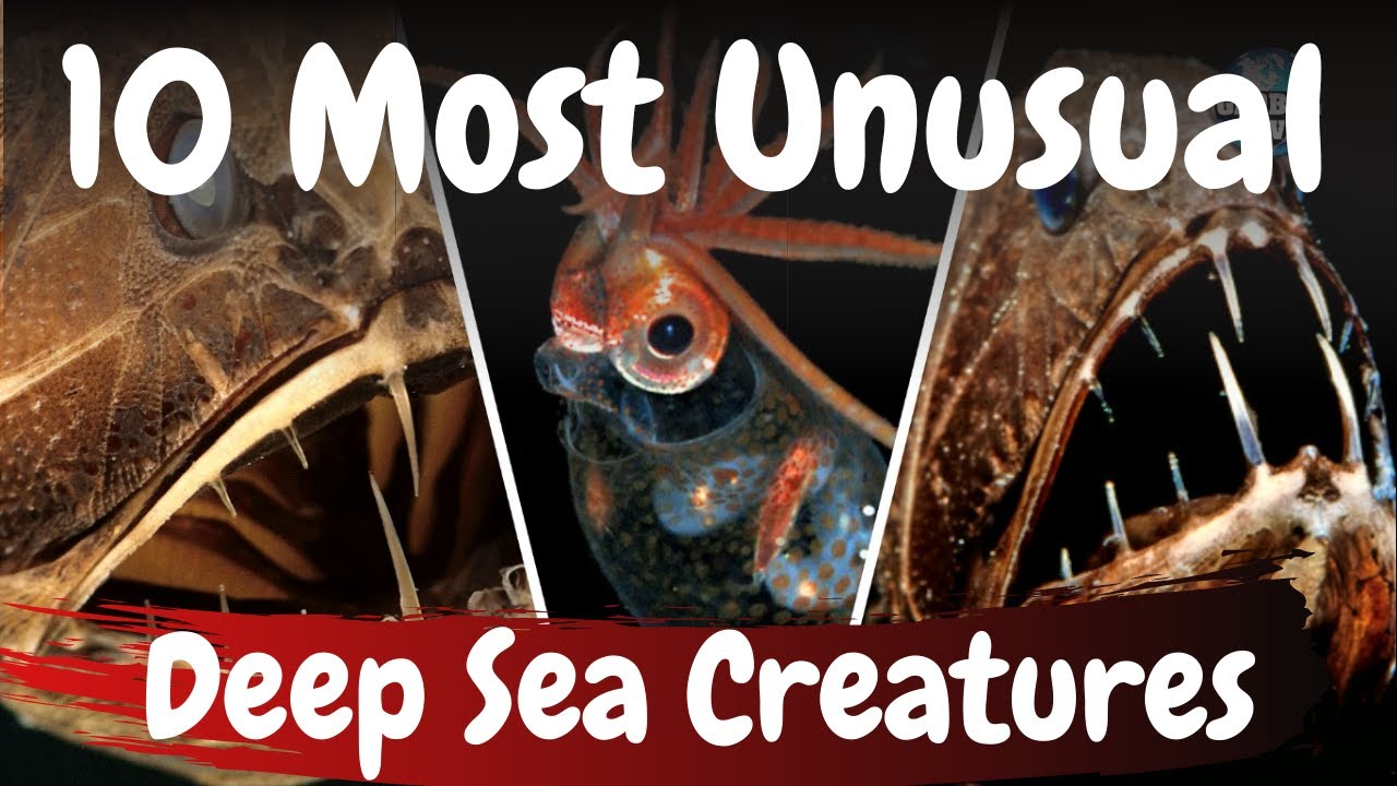 || 10 MOST UNUSUAL DEEP SEA CREATURES || GLOBAL TV || - YouTube