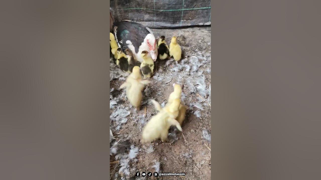 تجربة فريدة هل تقبل أم البط المسكوفي صغارًا جددًا؟ بطمسكوفي بط دواجن فقس أمومة حب رعاية