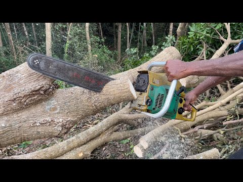 WHAT A GREAT TREE CUTTING 😱|| FASTES TREE CUTTING 🔥|| KERALA TIMBER ...