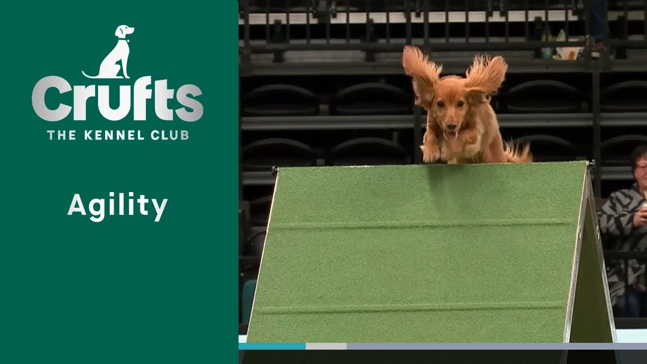 Agility - Crufts Novice Cup Final (Agility) Part 1 | Crufts 2023 - YouTube