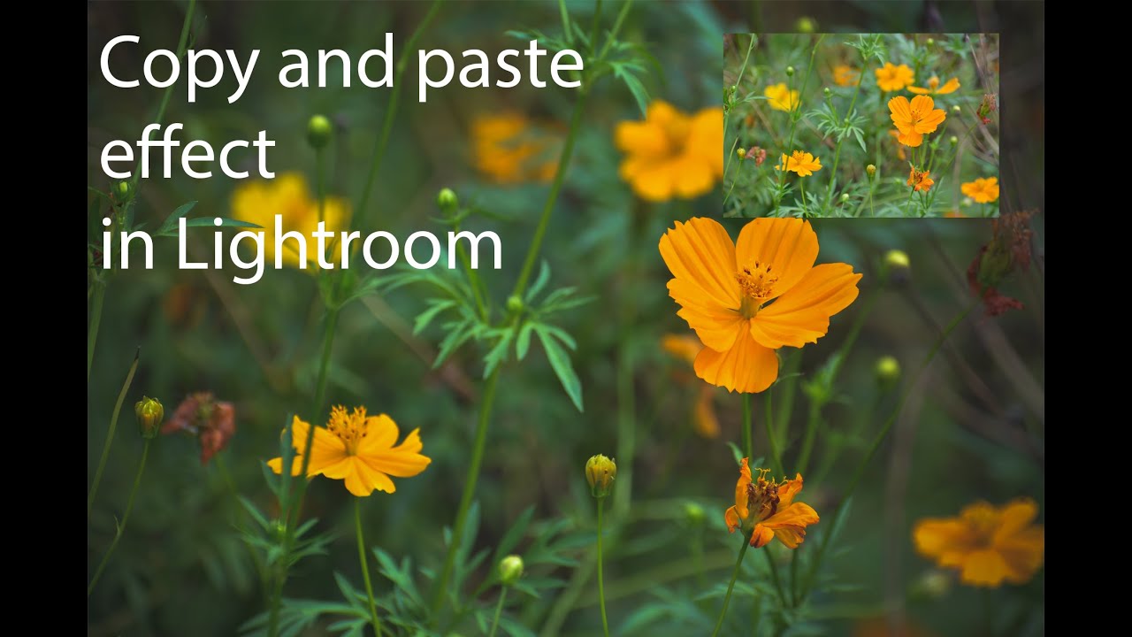 How To Copy And Paste Effect In Lightroom Easily 2022 Tutorial YouTube how-to-copy-and-paste-effect-in-lightroom-easily-2022-tutorial-youtube