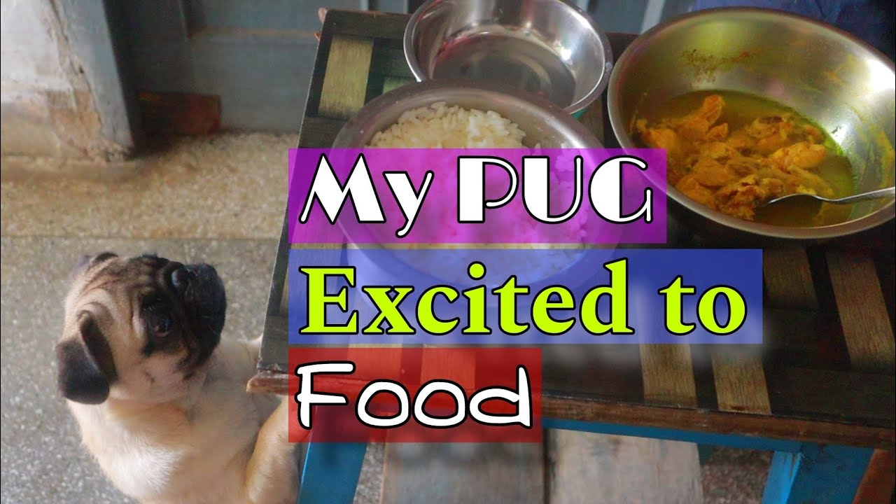 My PUG excited to eat food | Dog food at home | PUG food | Chutki Pug ...