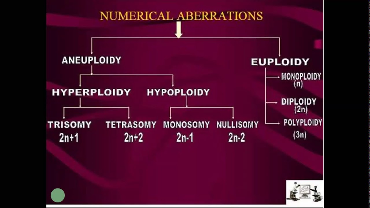 Polyploidy Vs Aneuploidy