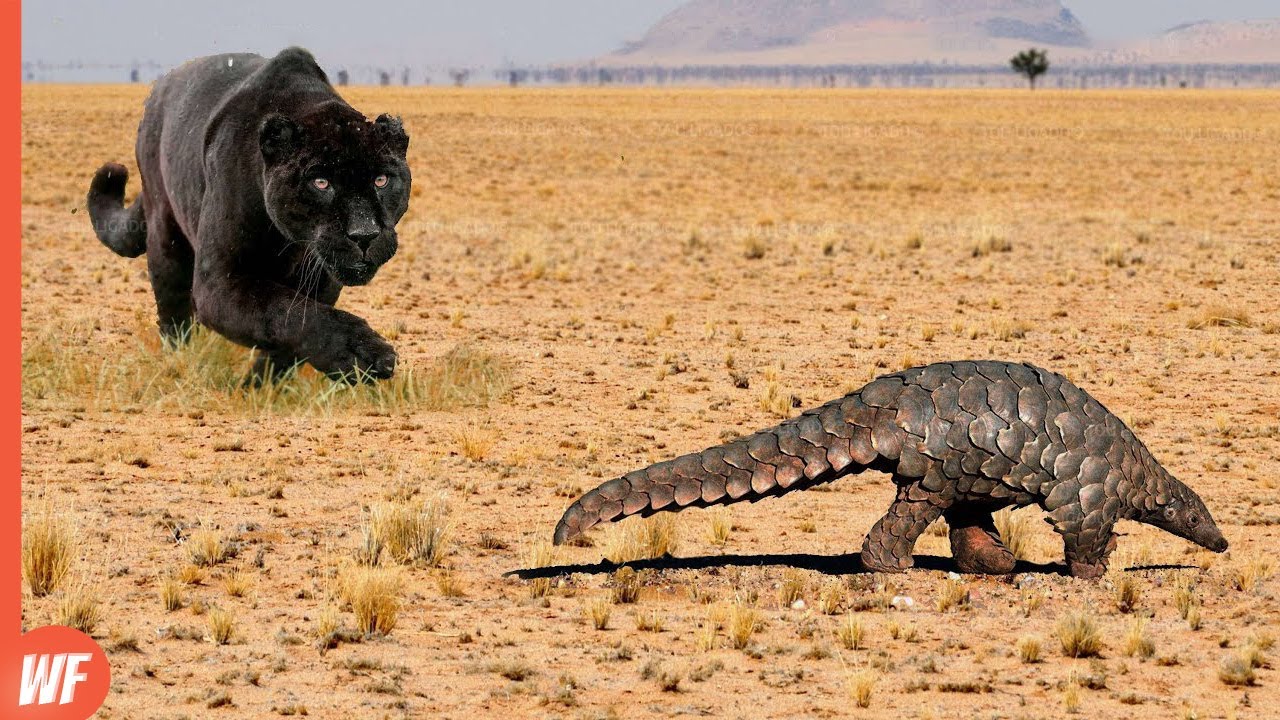 No Predator Ever Can Hunt This Animal..Impossible to Kill It ! - YouTube