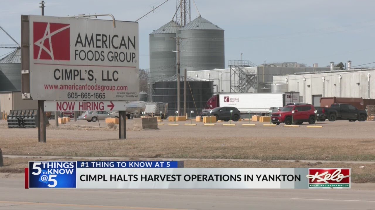Cimpl halts harvest operations in Yankton - YouTube