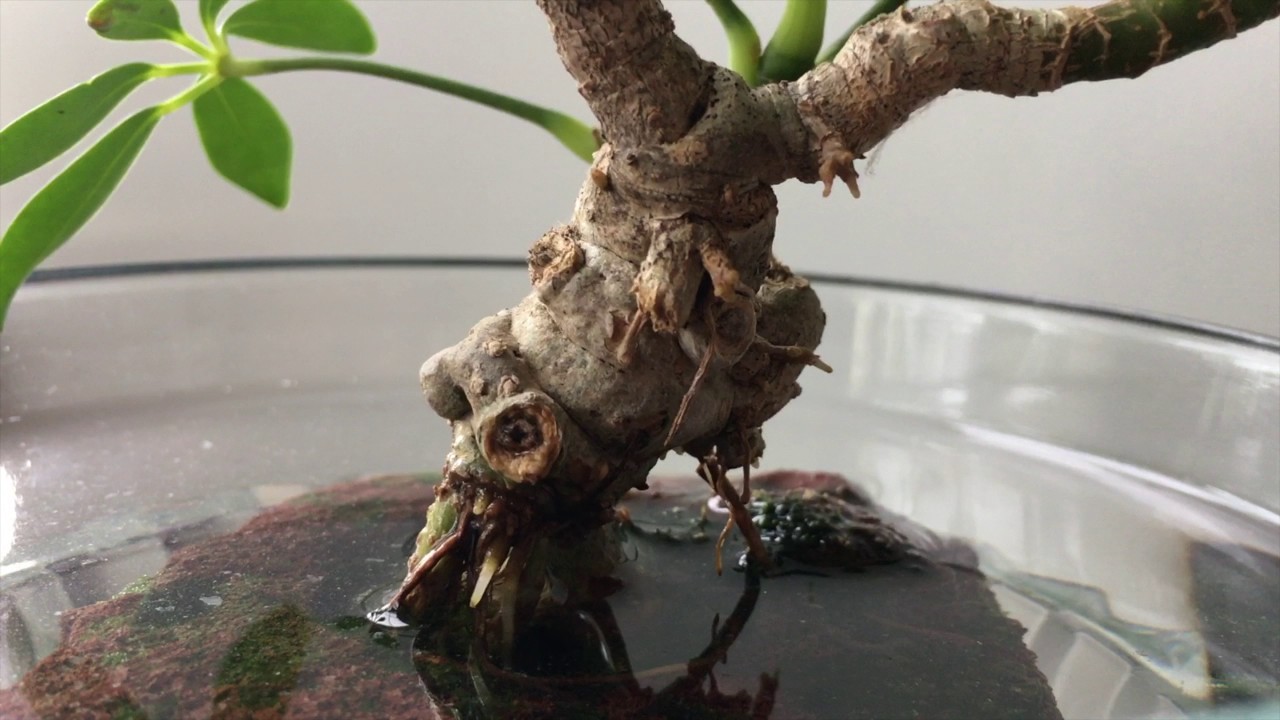 GROW AERIAL ROOTS IN DWARF SCHEFFLERA - pt. 1 - YouTube
