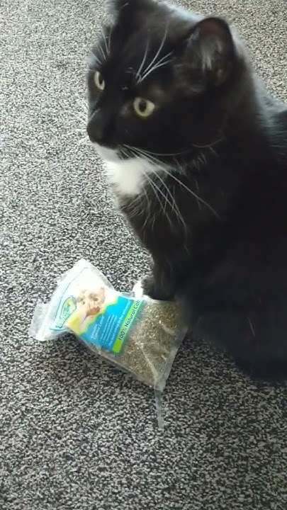 bob the catnip freak - YouTube