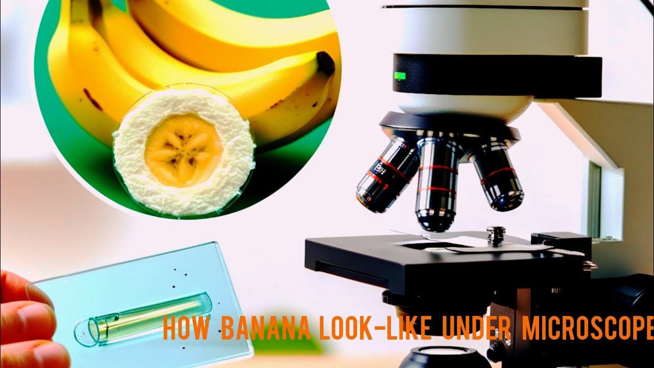 Science: Do you wonder how banana look-like under microscope? let's ...