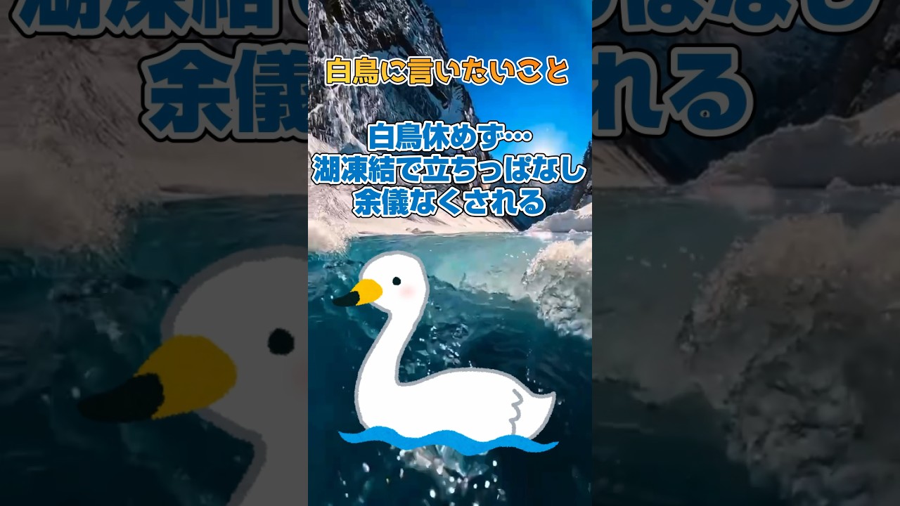 【2ch】白鳥に言いたいこと #2ch #2ちゃん #2ちゃんねる #にちゃんねる #5ch #2ch感動 #2ch面白いスレ - YouTube