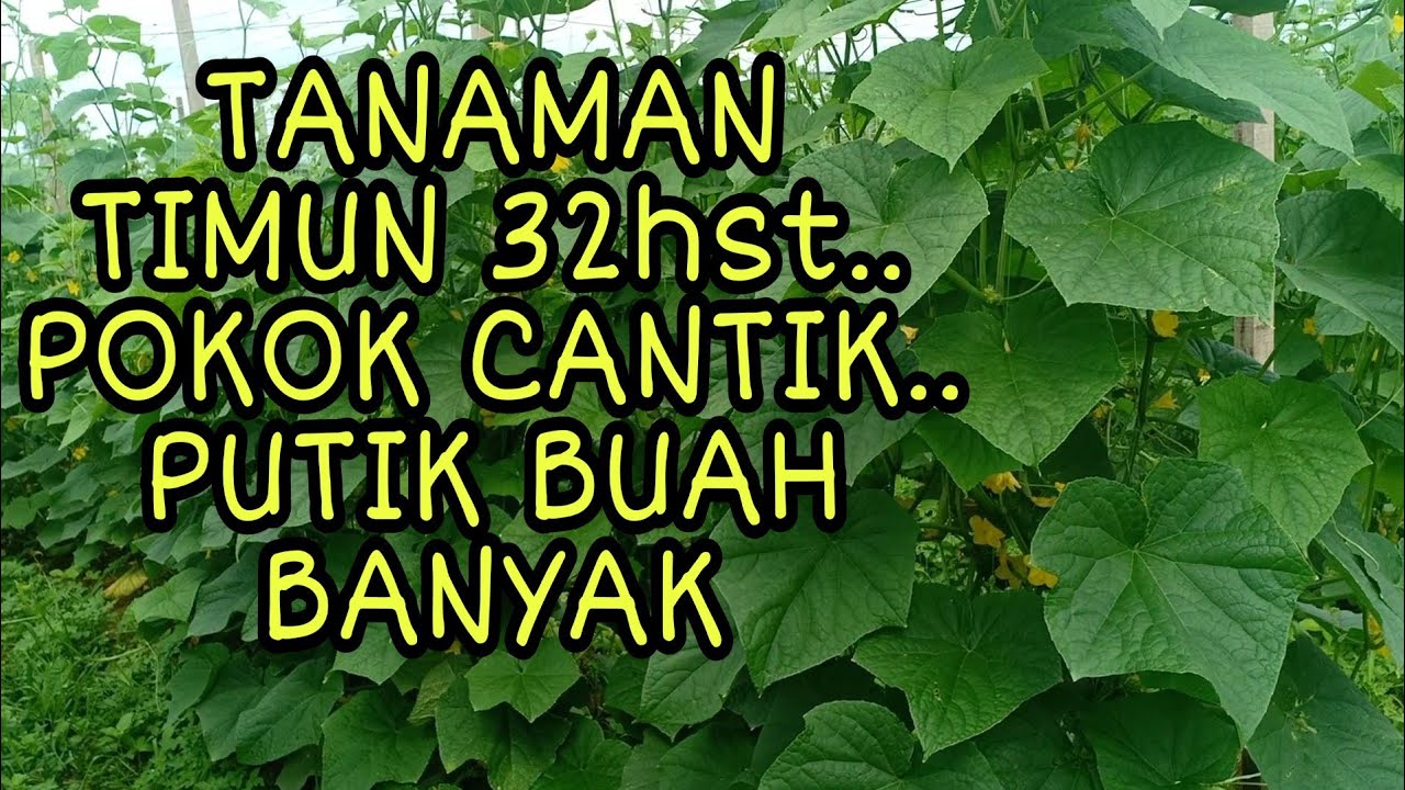 Tanaman Timun : Cara Tanam Timun Di Batas Tanah..Bunga dan Putik Buah ...