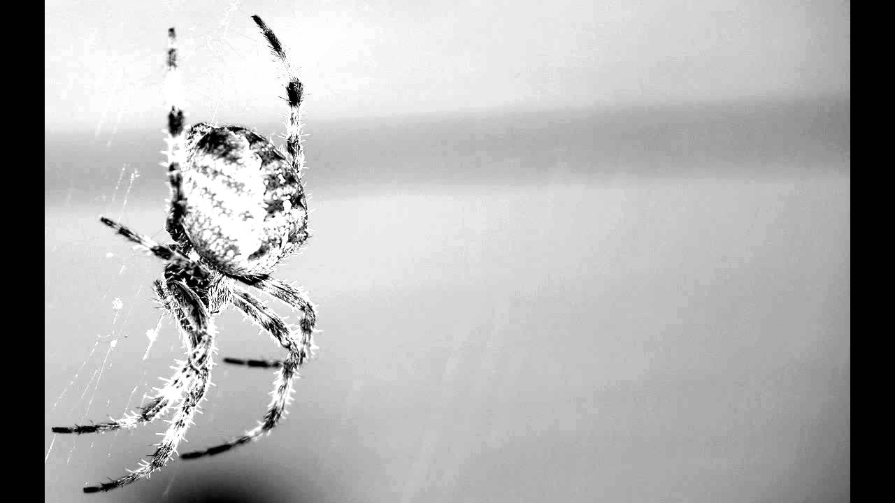 Lesbian - Drew Bolduc (The Taint soundtrack) - YouTube