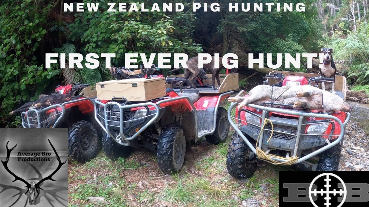 NEW ZEALAND PIG HUNTING-FIRST EVER PIG HUNT! - YouTube