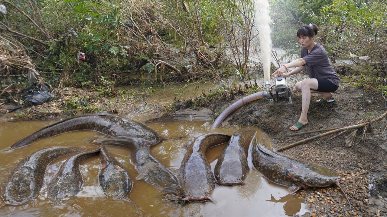 Harvesting Fish - Wild Fishing, Catch Many Fish With A Large Pump Sucks ...